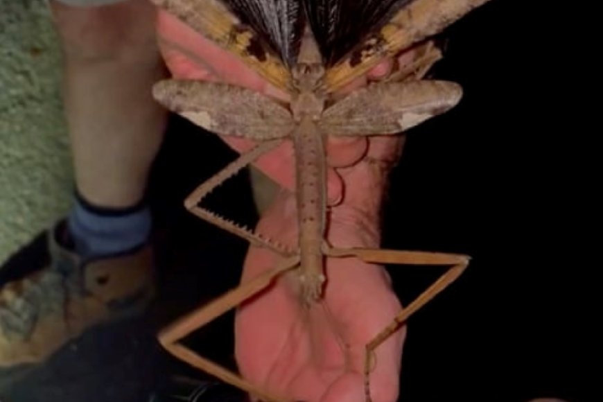 Opmerkelijk – Nieuw soort wandelende tak mogelijk zwaarste insect ooit ...