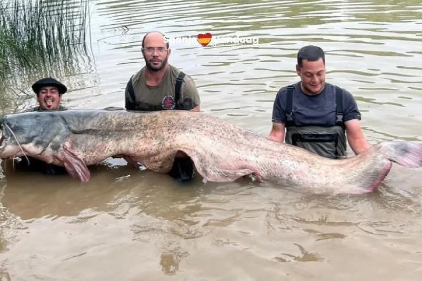 Opmerkelijk – Grootste meerval ooit van 2,81 meter gevangen in Spaanse ...