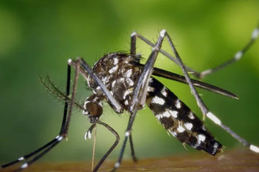Verlate bestelling pesticide tegen chikungunya muskiet door oude schuld ...